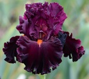 Smoldering Passion | Mid-America Garden